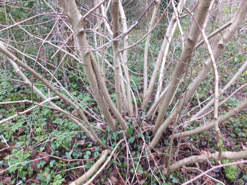 The Ecological Benefits of Coppicing – Sutton Nature Conservation ...