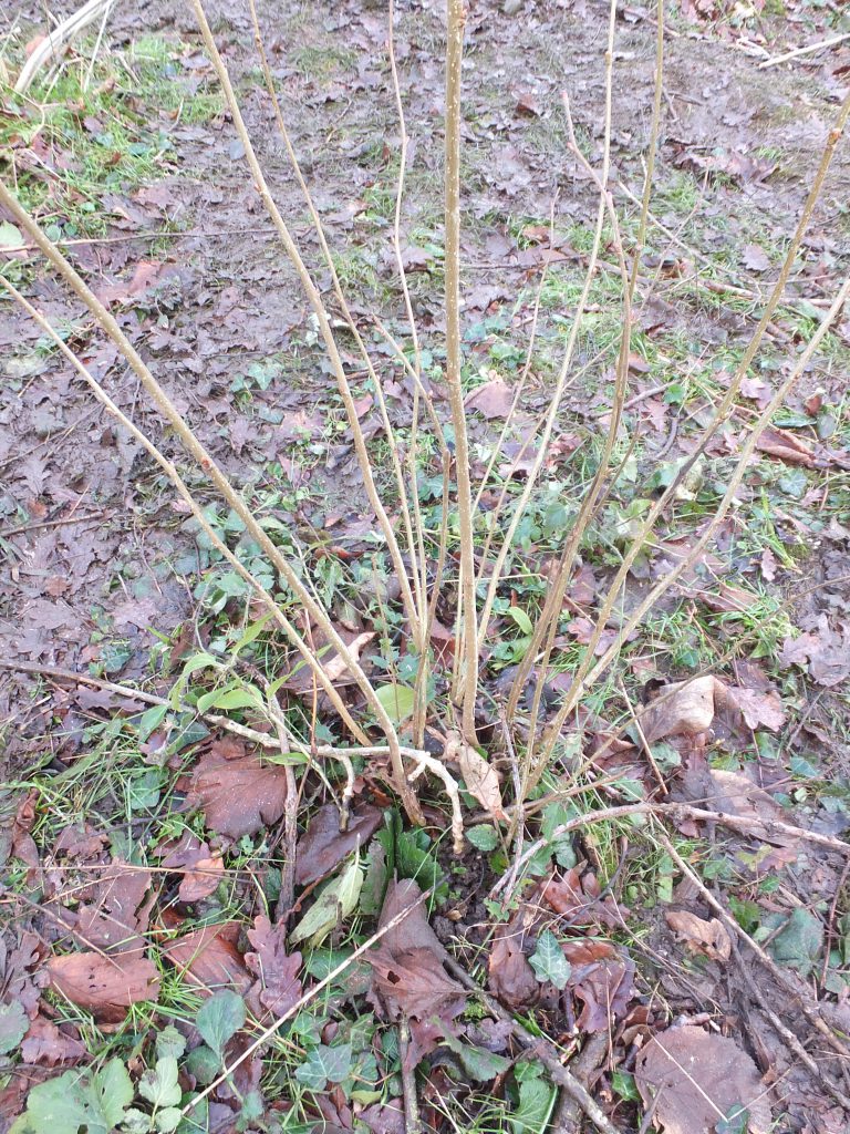 The Ecological Benefits of Coppicing – Sutton Nature Conservation ...